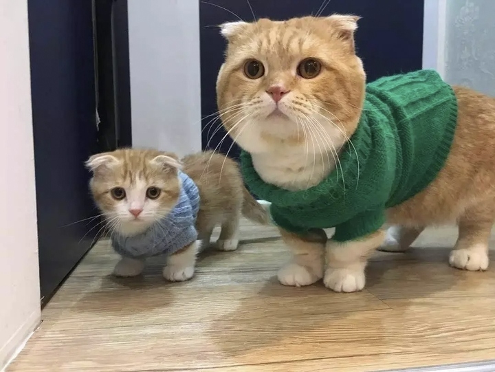 “I猫”和“E猫”