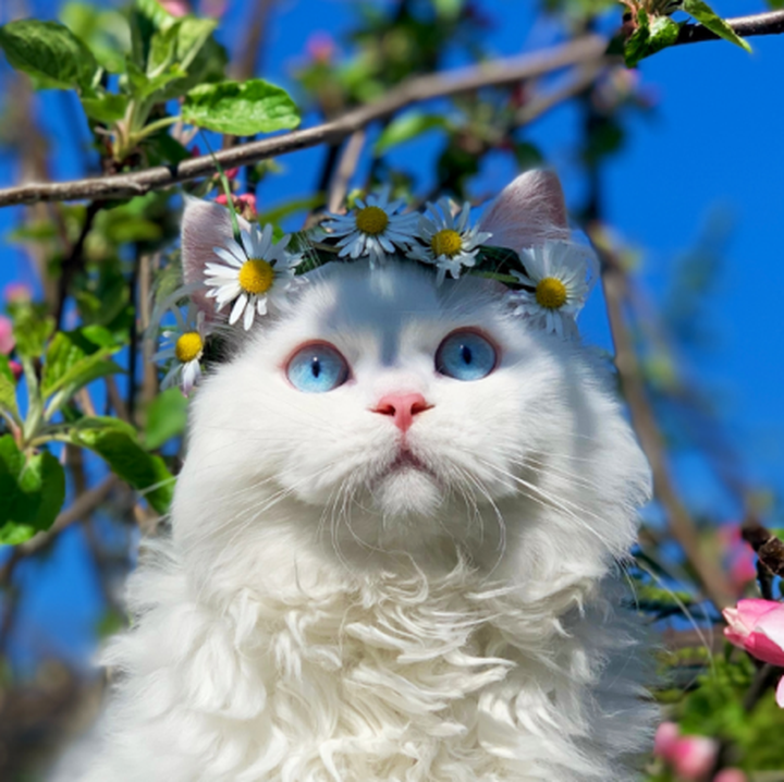 如何让猫咪配合拍照？