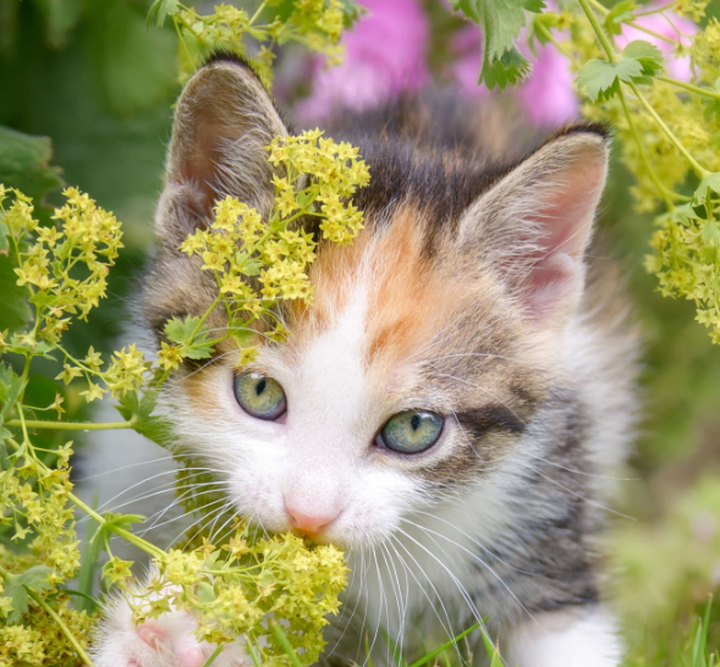 猫咪夏天热吗？