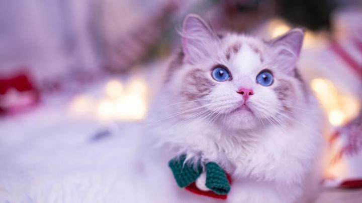 猫咪春季高发疾病预警