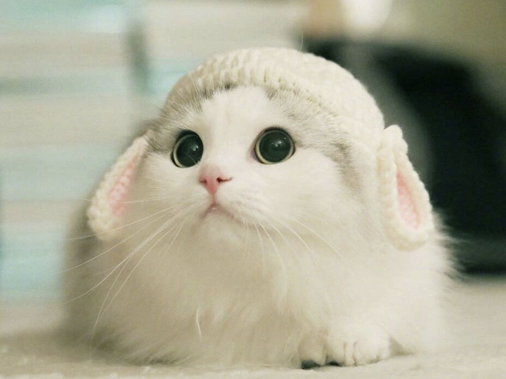 “I猫”和“E猫”