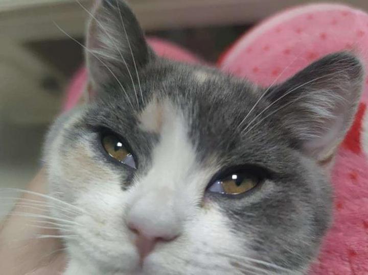 猫咪泪痕如何解？